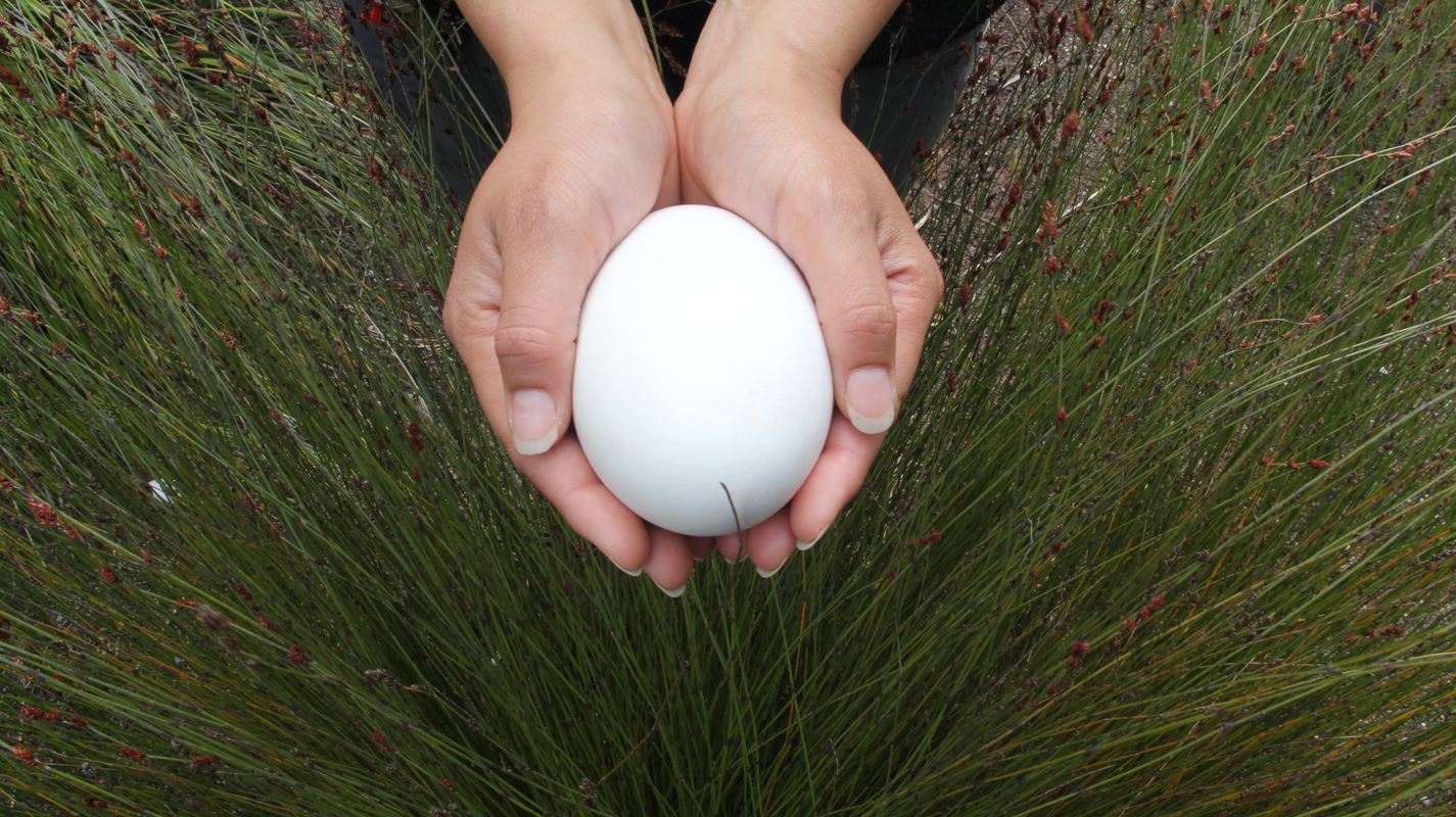 Kiwi Conservation Centre- Breeding Programme - Te Puia