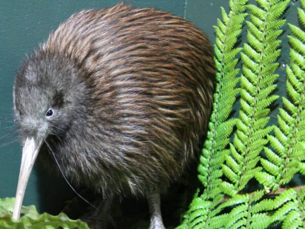 Te Puia Kiwi Conservation Centre | Rotorua Family Activities